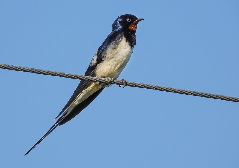 Zhodenie hniezda lastovičiek sa draho trestá – Nitriansky hlásnik