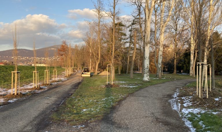 Topole sa vrátili na svoje miesto. Ikonická alej vyrastie do desiatich ...