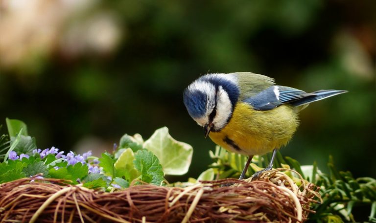 Výstava Ponitrianskeho múzea približuje vtáky v ich najdôležitejšom a ...